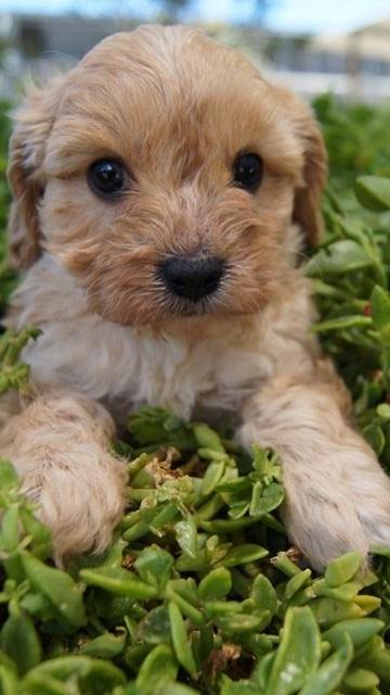 Cavoodle Breed Information - Puppy Information | Banksia Park Puppies