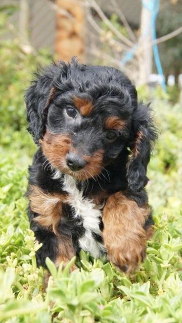 Cavoodle Breed Information - Puppy Information | Banksia Park Puppies
