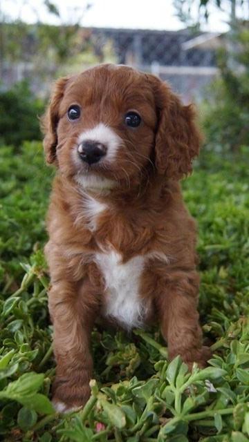 Cavoodle Breed Information - Puppy Information | Banksia Park Puppies