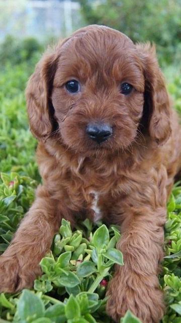 Cavoodle Breed Information - Puppy Information | Banksia Park Puppies