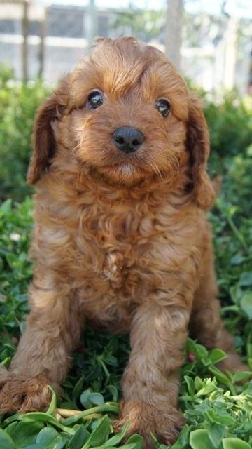 Cavoodle Breed Information - Puppy Information | Banksia Park Puppies