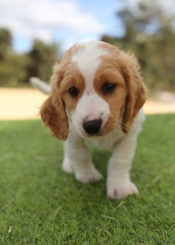 Spoodle Puppies for Sale | Banksia Park Puppies