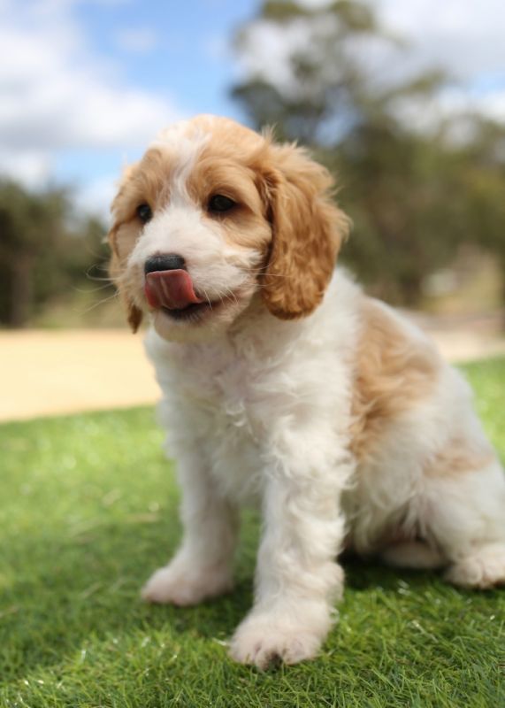 Spoodle Puppies for Sale | Banksia Park Puppies