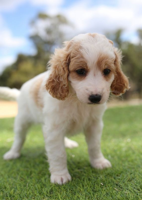 Spoodle Puppies for Sale | Banksia Park Puppies