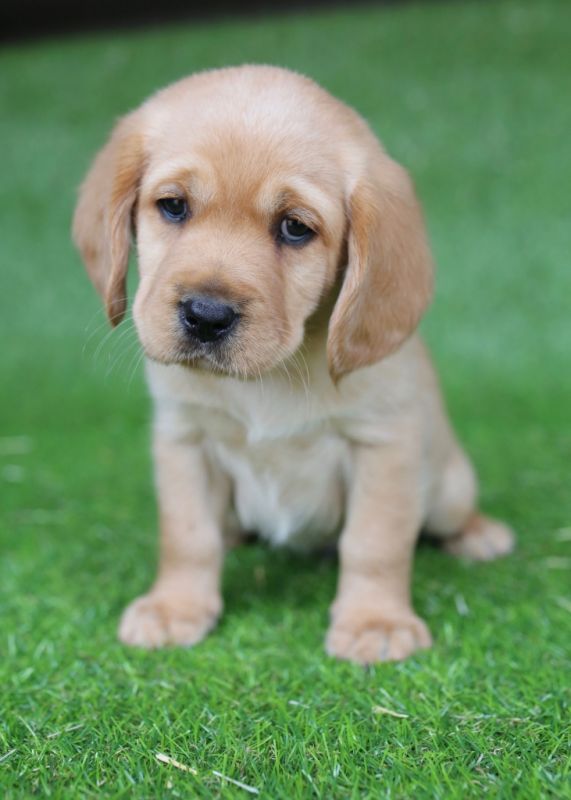 Cavador Puppies for Sale | Banksia Park Puppies