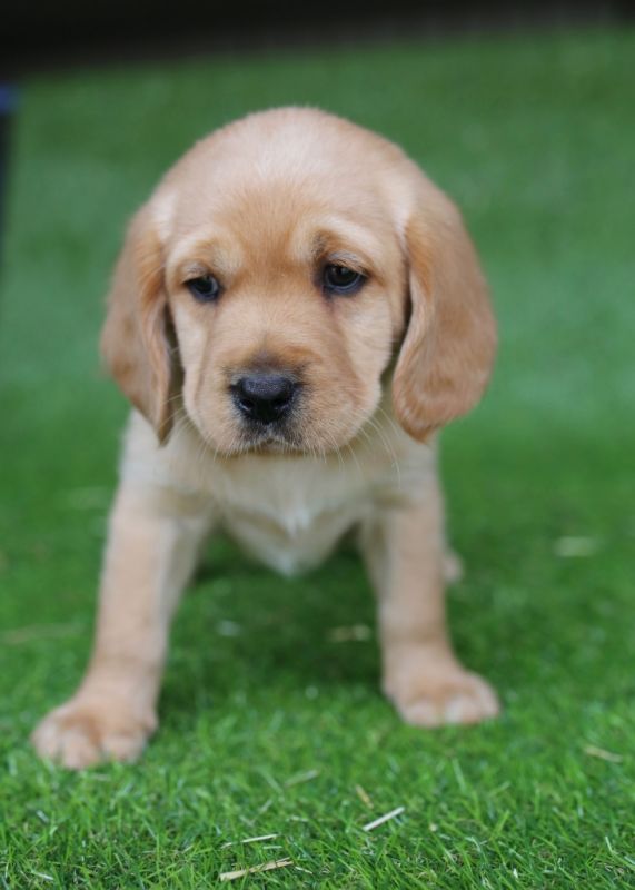 Cavador Puppies for Sale | Banksia Park Puppies