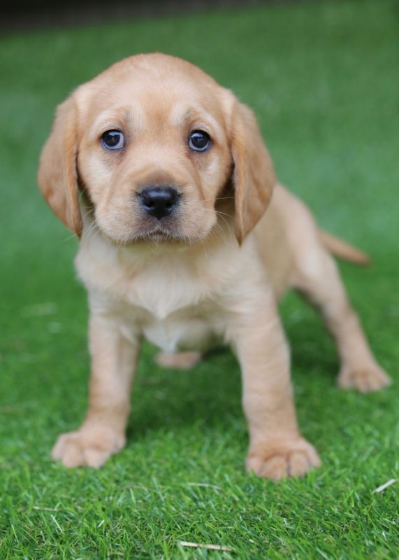 Cavador Puppies for Sale | Banksia Park Puppies