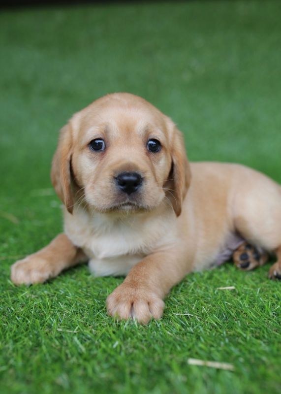 Cavador Puppies for Sale | Banksia Park Puppies