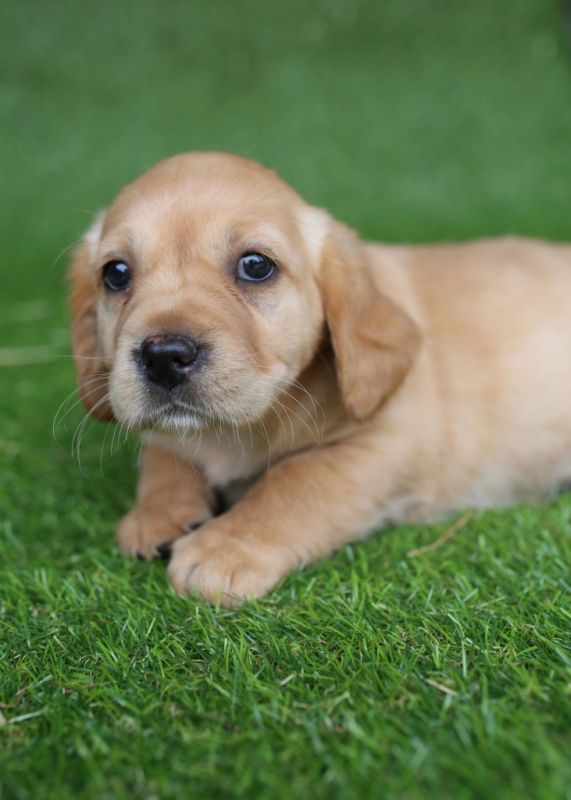 Cavador Puppies for Sale | Banksia Park Puppies