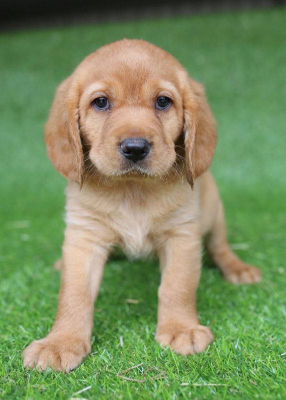 Cavador Puppies for Sale | Banksia Park Puppies