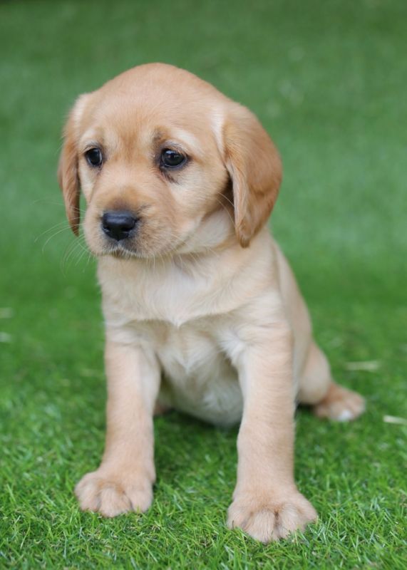 Cavador Puppies for Sale | Banksia Park Puppies