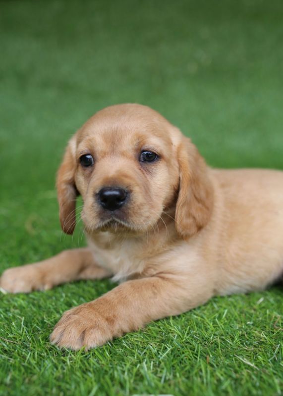 Cavador Puppies for Sale | Banksia Park Puppies