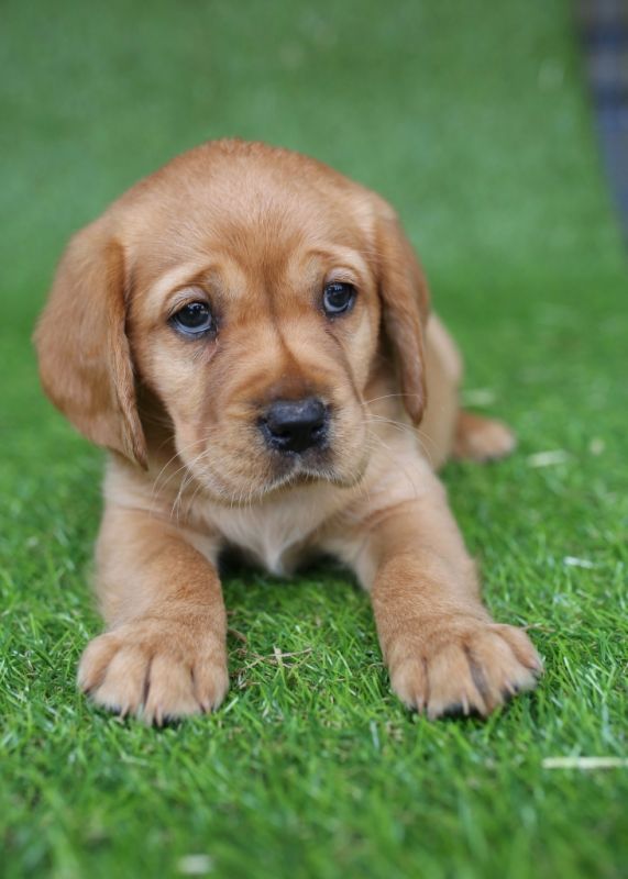 Cavador Puppies for Sale | Banksia Park Puppies