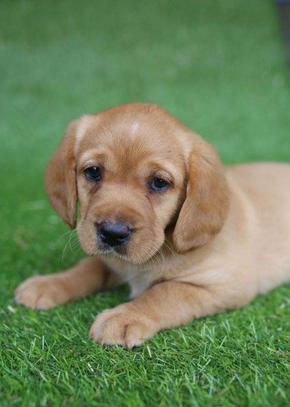 Cavador Puppies for Sale | Banksia Park Puppies