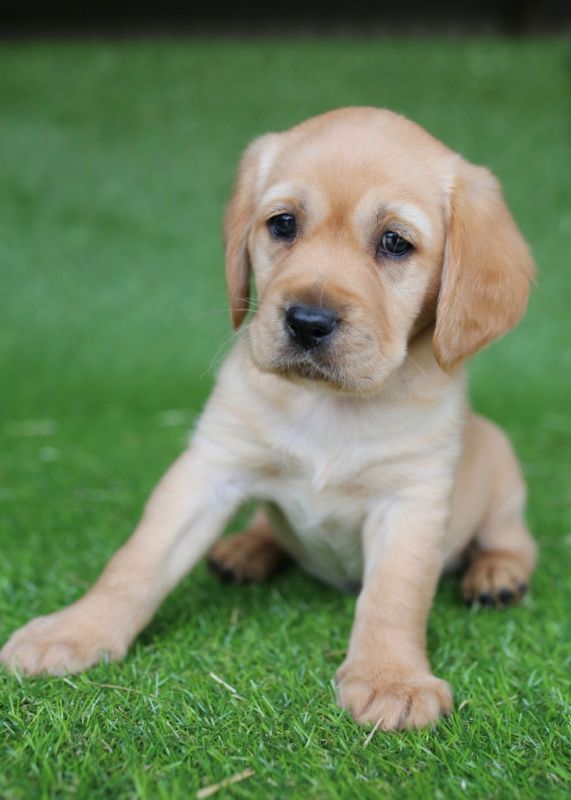 Cavador Puppies for Sale | Banksia Park Puppies