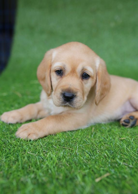 Cavador Puppies for Sale | Banksia Park Puppies