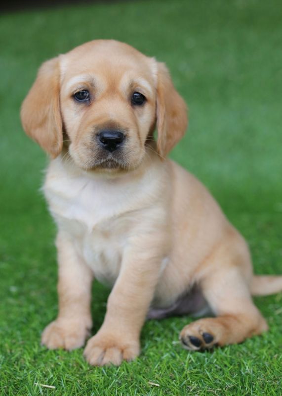 Cavador Puppies for Sale | Banksia Park Puppies