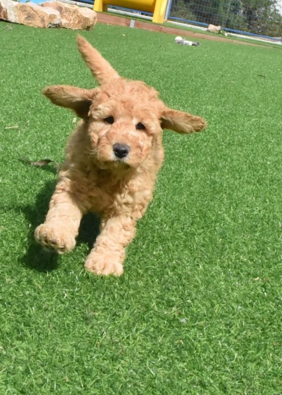 Groodle Puppies for Sale | Banksia Park Puppies