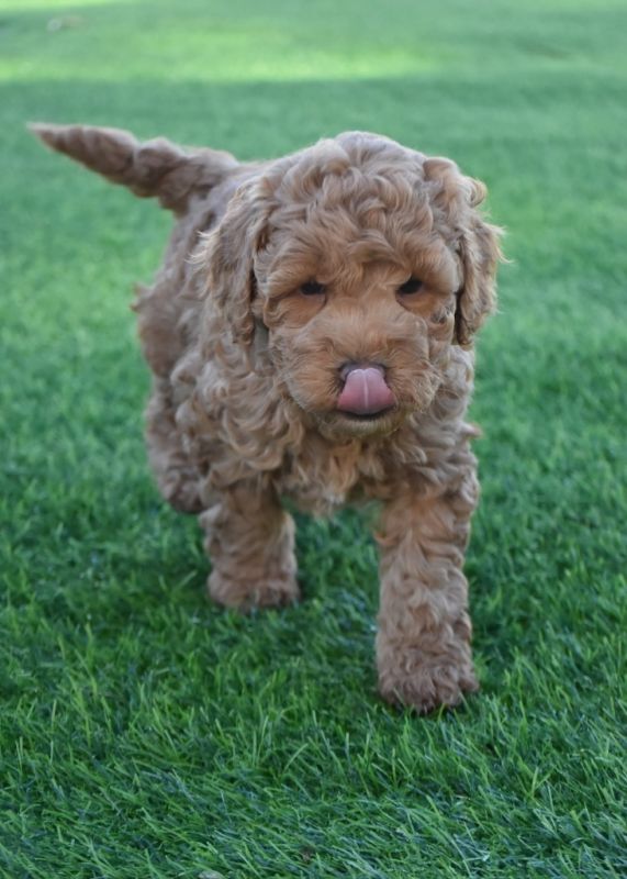 Spoodle Puppies for Sale | Banksia Park Puppies