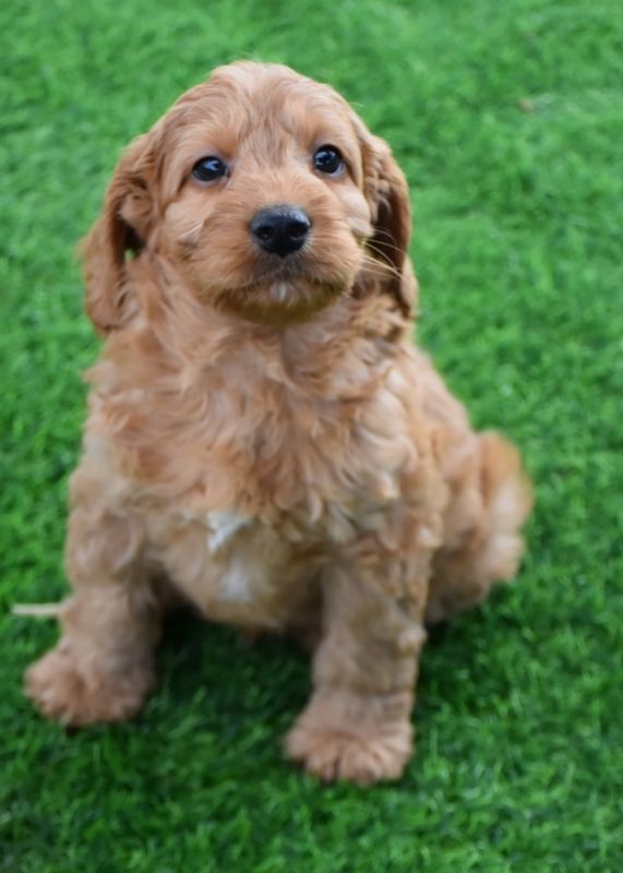 Spoodle Puppies for Sale | Banksia Park Puppies