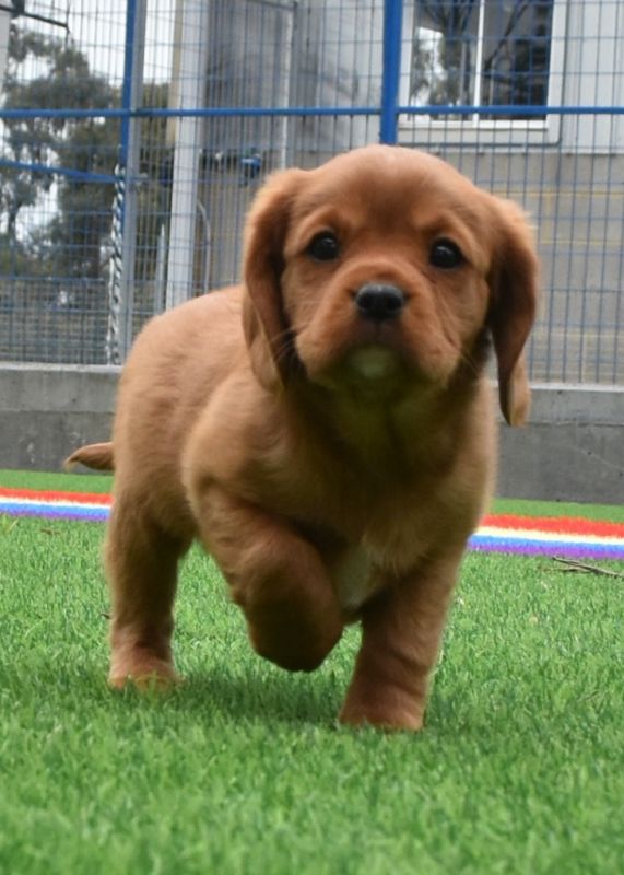 Cavador Puppies for Sale | Banksia Park Puppies