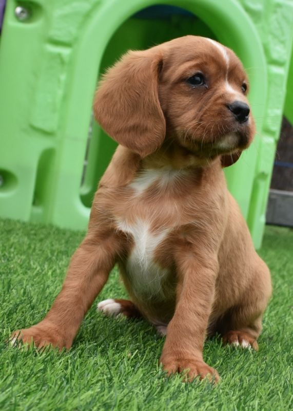 Cavador Puppies for Sale | Banksia Park Puppies
