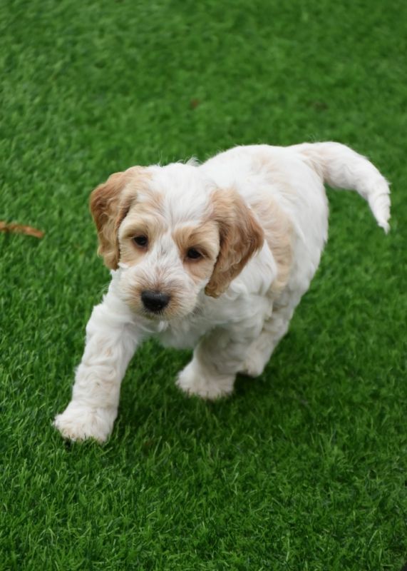 Spoodle Puppies for Sale | Banksia Park Puppies