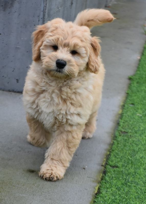 Groodle Puppies for Sale | Banksia Park Puppies